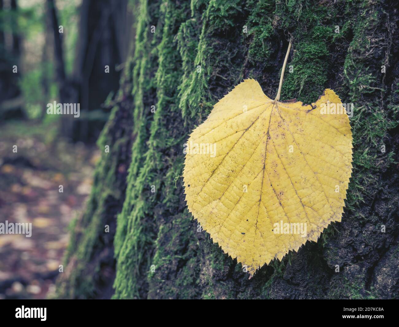 Single isolated yellow leaf on a tree bark covered with green moss ...