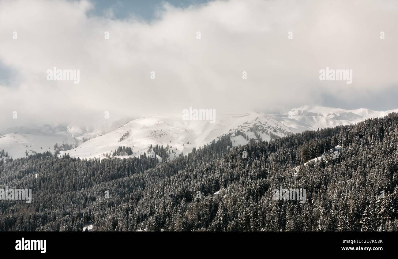 Swiss Alps near Davos, Switzerland. Snow-covered fir trees Stock Photo ...