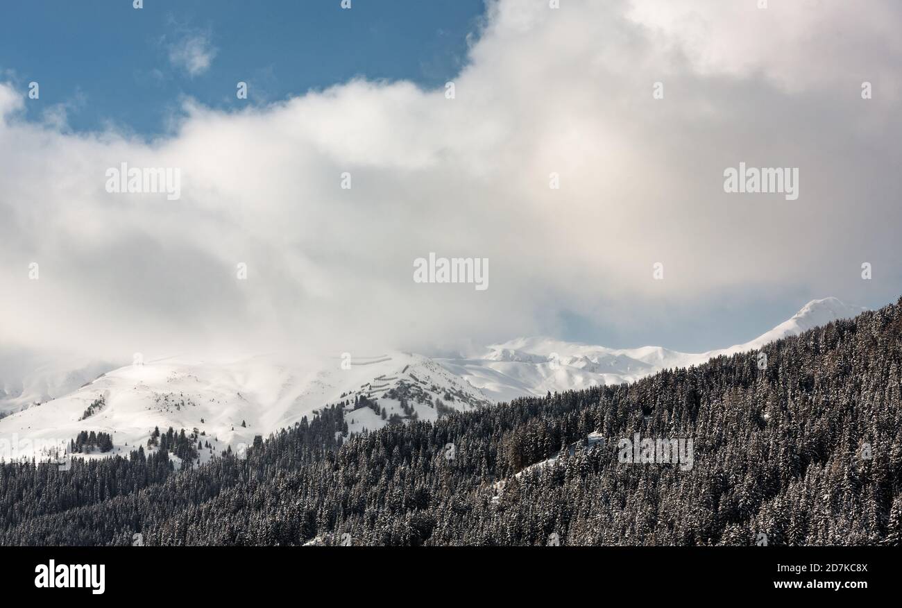 Swiss Alps near Davos, Switzerland. Snow-covered fir trees Stock Photo ...