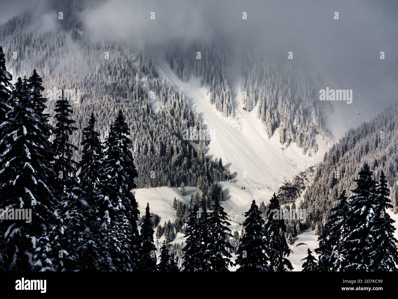 Swiss Alps near Davos, Switzerland. Snow-covered fir trees Stock Photo ...