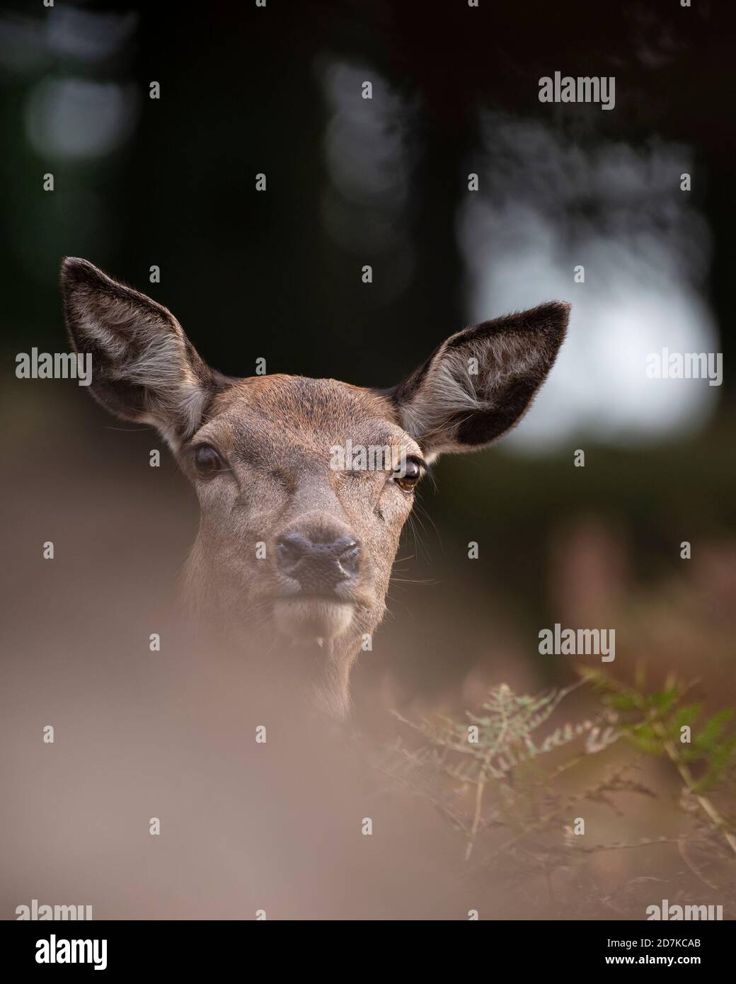 Stunning image of red deer doe in colorful woodland landscape setting ...