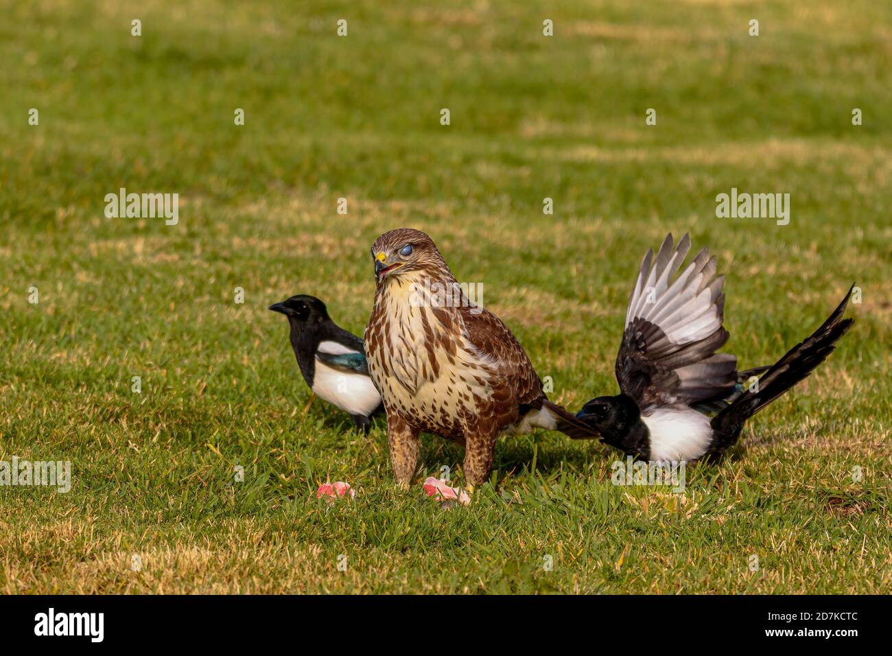 A common buzzard in mid Wales Stock Photo - Alamy