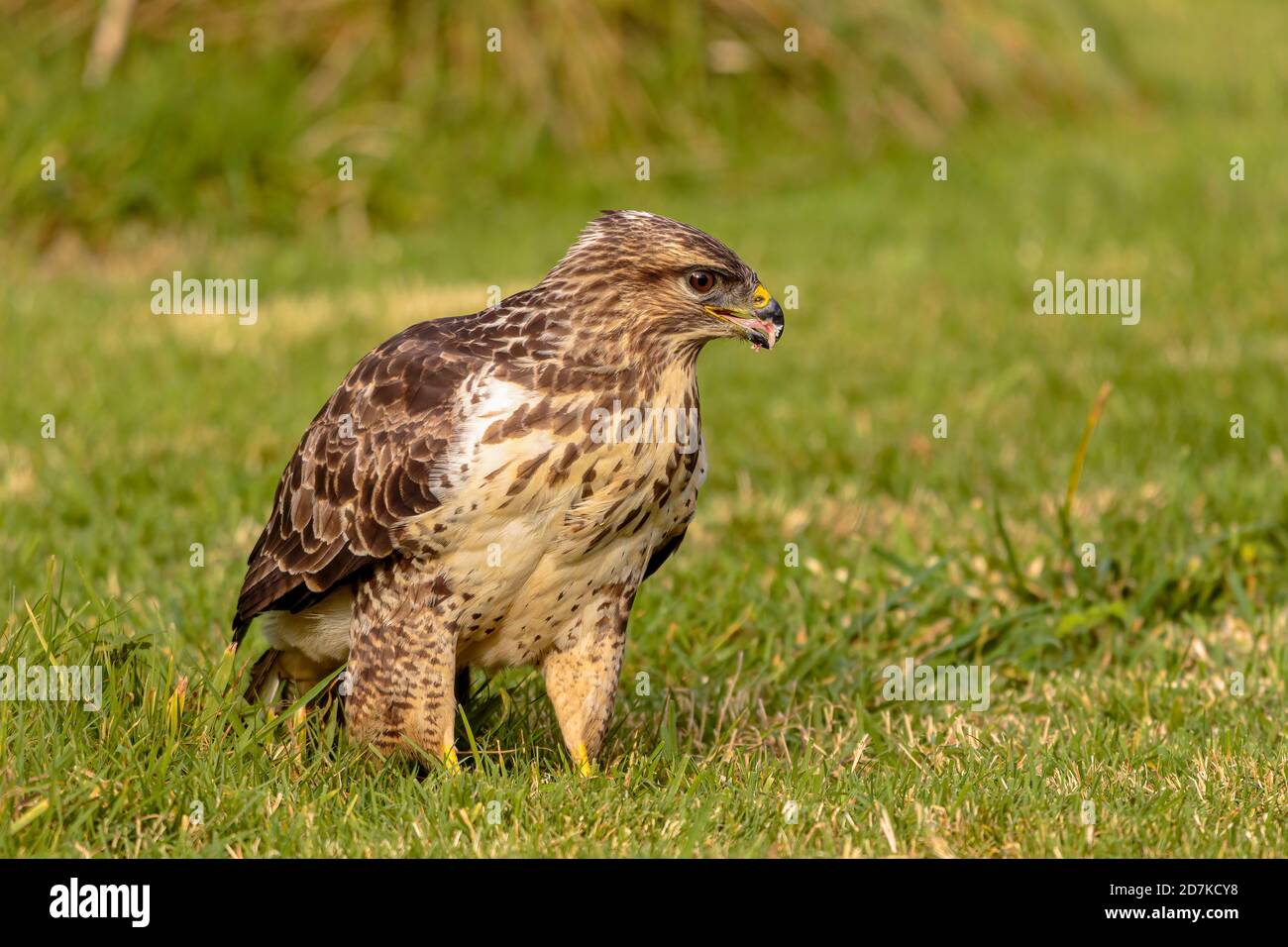 A common buzzard in mid Wales Stock Photo - Alamy