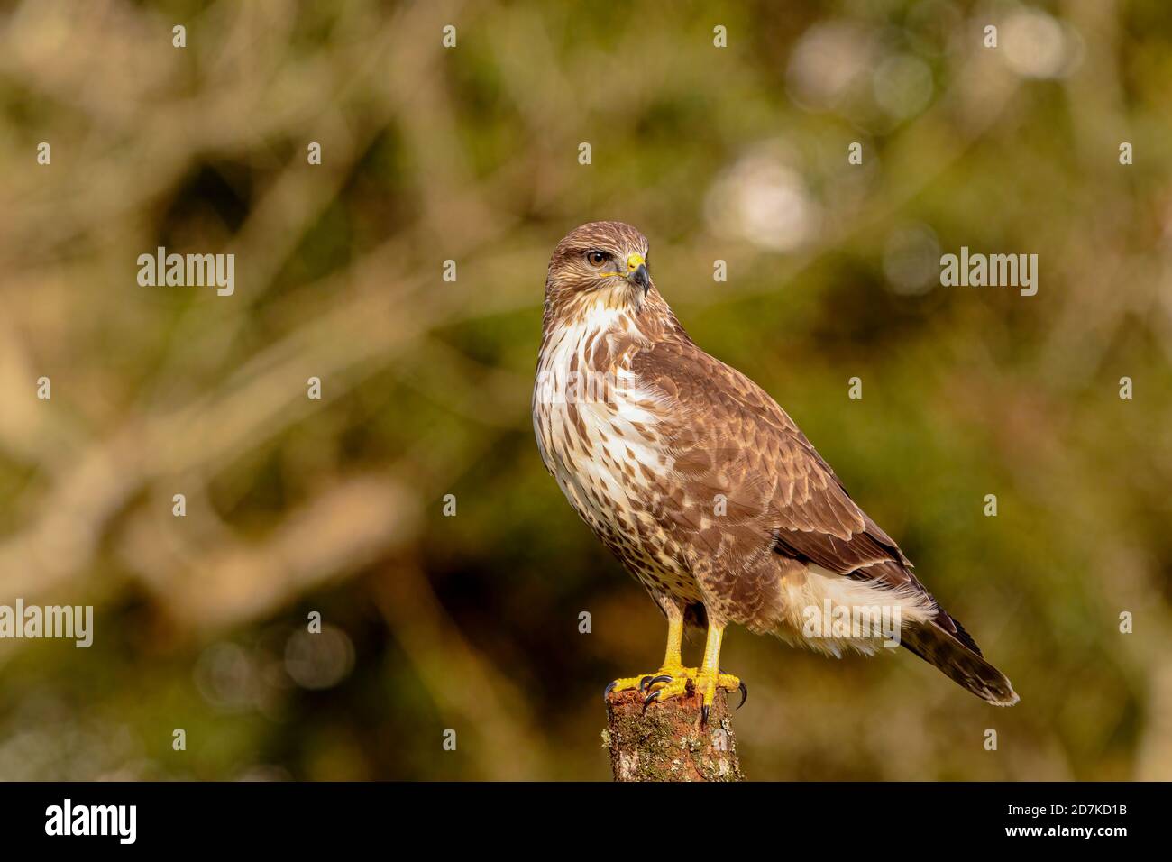 A common buzzard in mid Wales Stock Photo - Alamy