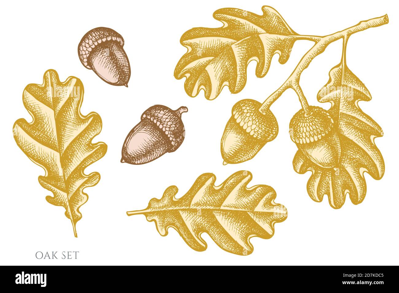 Vector set of hand drawn pastel oak Stock Vector Image & Art - Alamy