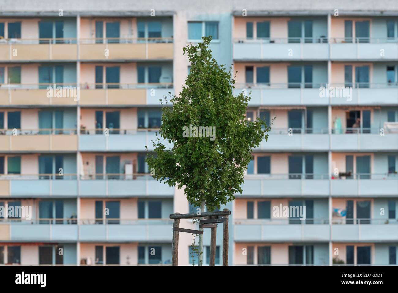 Single tree in front of a facade of an apartment building Stock Photo ...