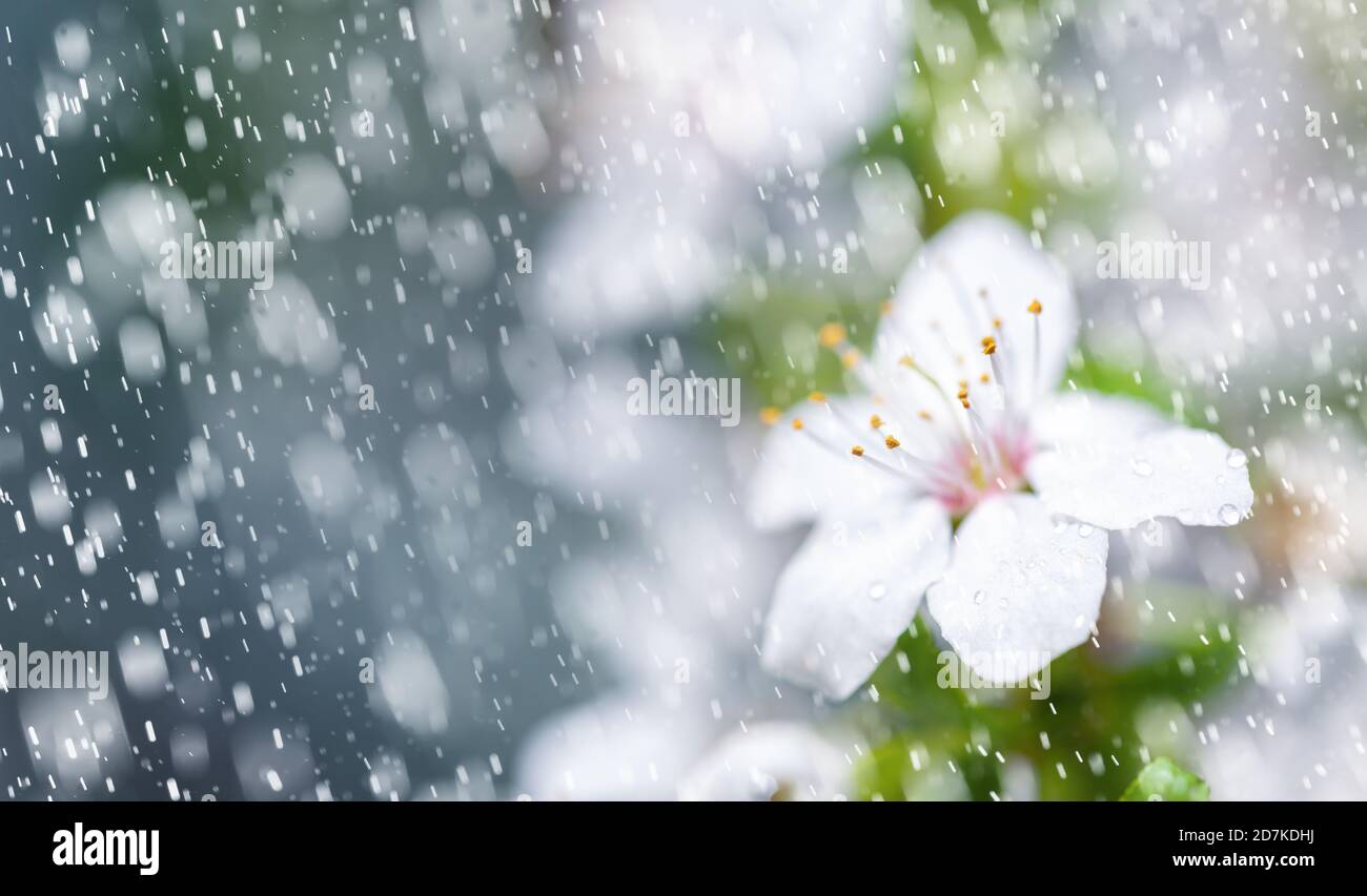 Soft focus spring background. Abstract floral border with white flowers ...