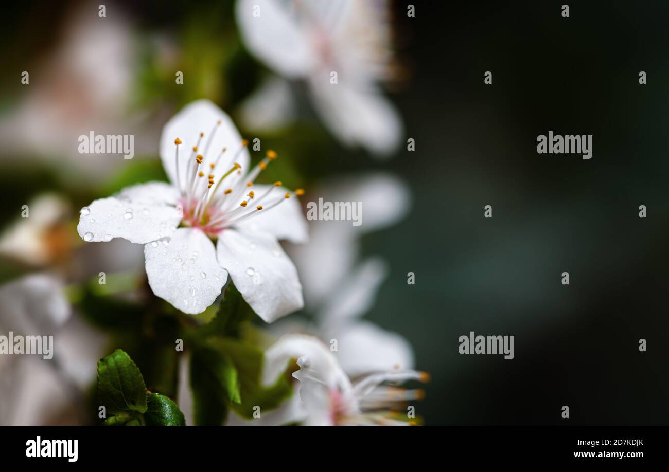 Soft focus spring background. Abstract floral border with white flowers ...