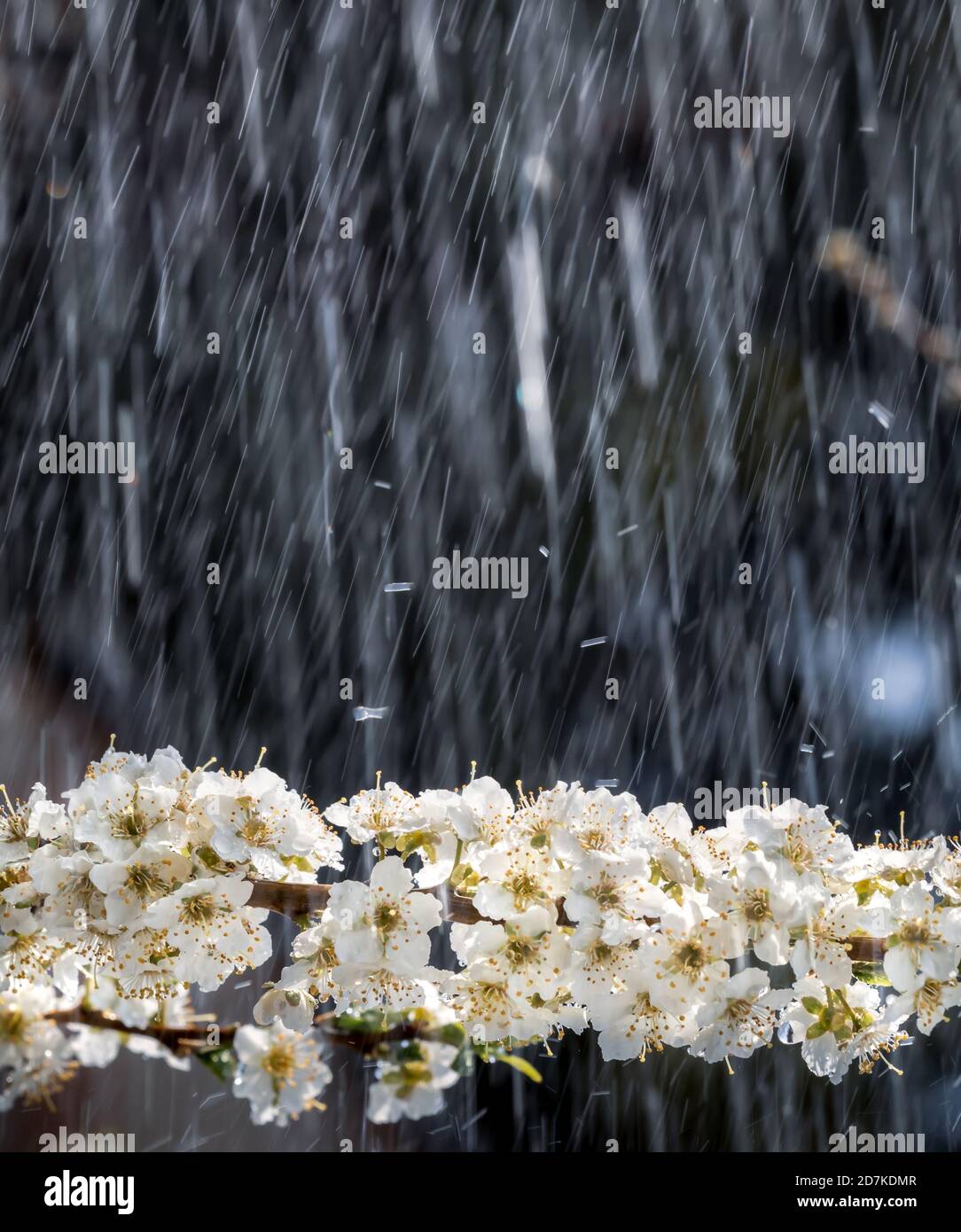 Spring rain in the garden. White flowers of cherry plum in the rain on ...