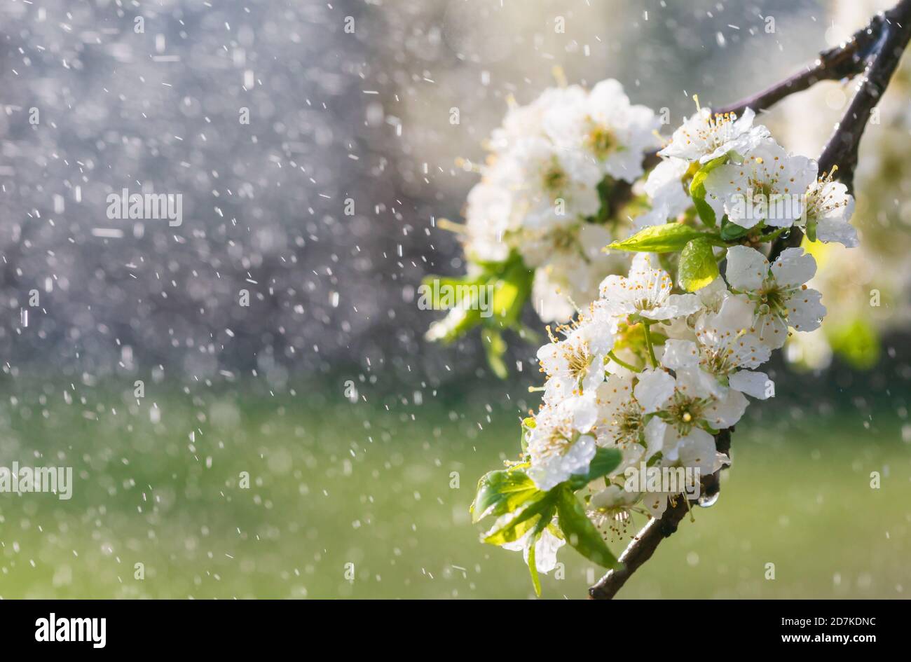 Spring rain in the garden. White flowers of cherry plum in the rain on ...