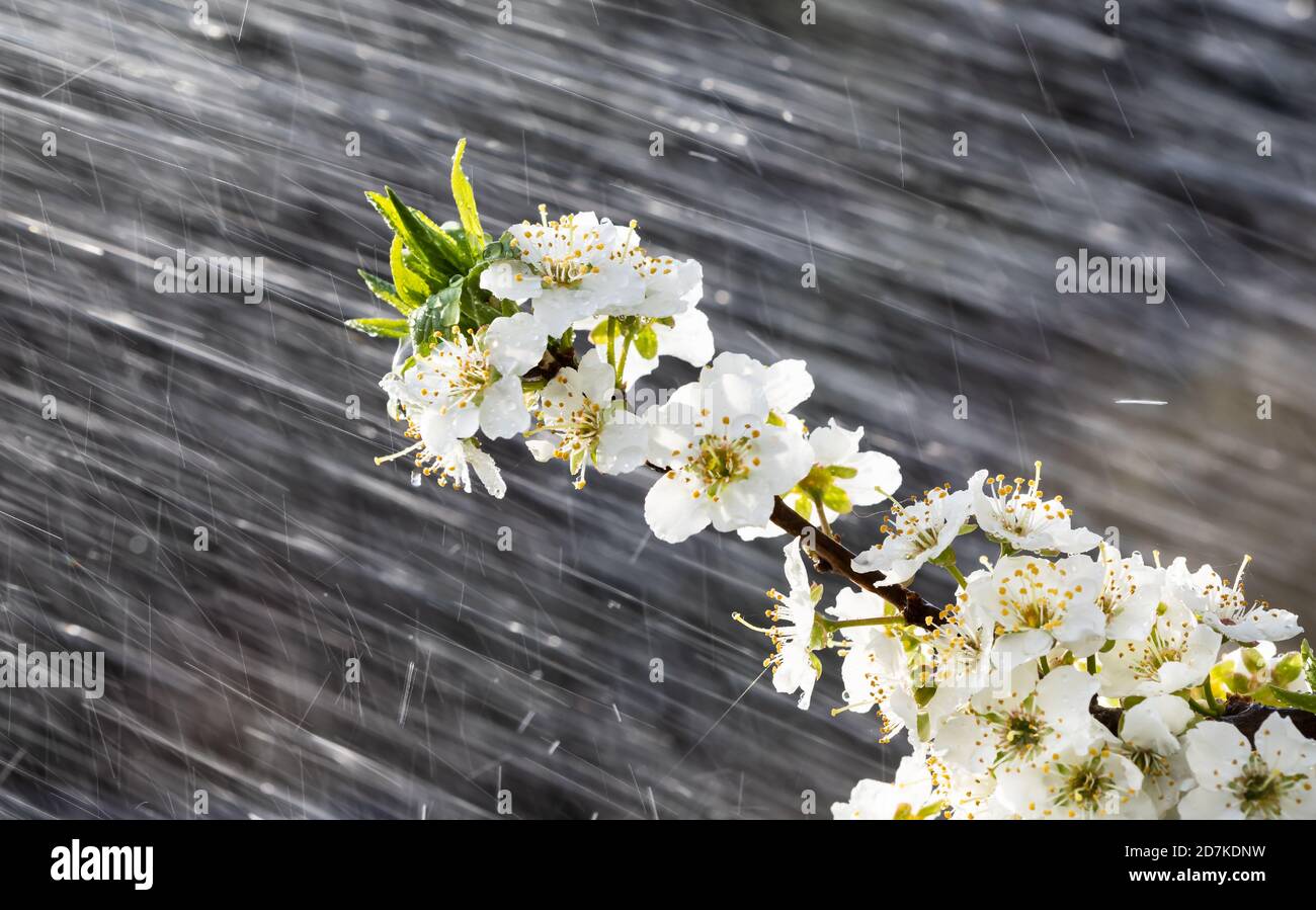 Spring rain in the garden. White flowers of cherry plum in the rain on ...