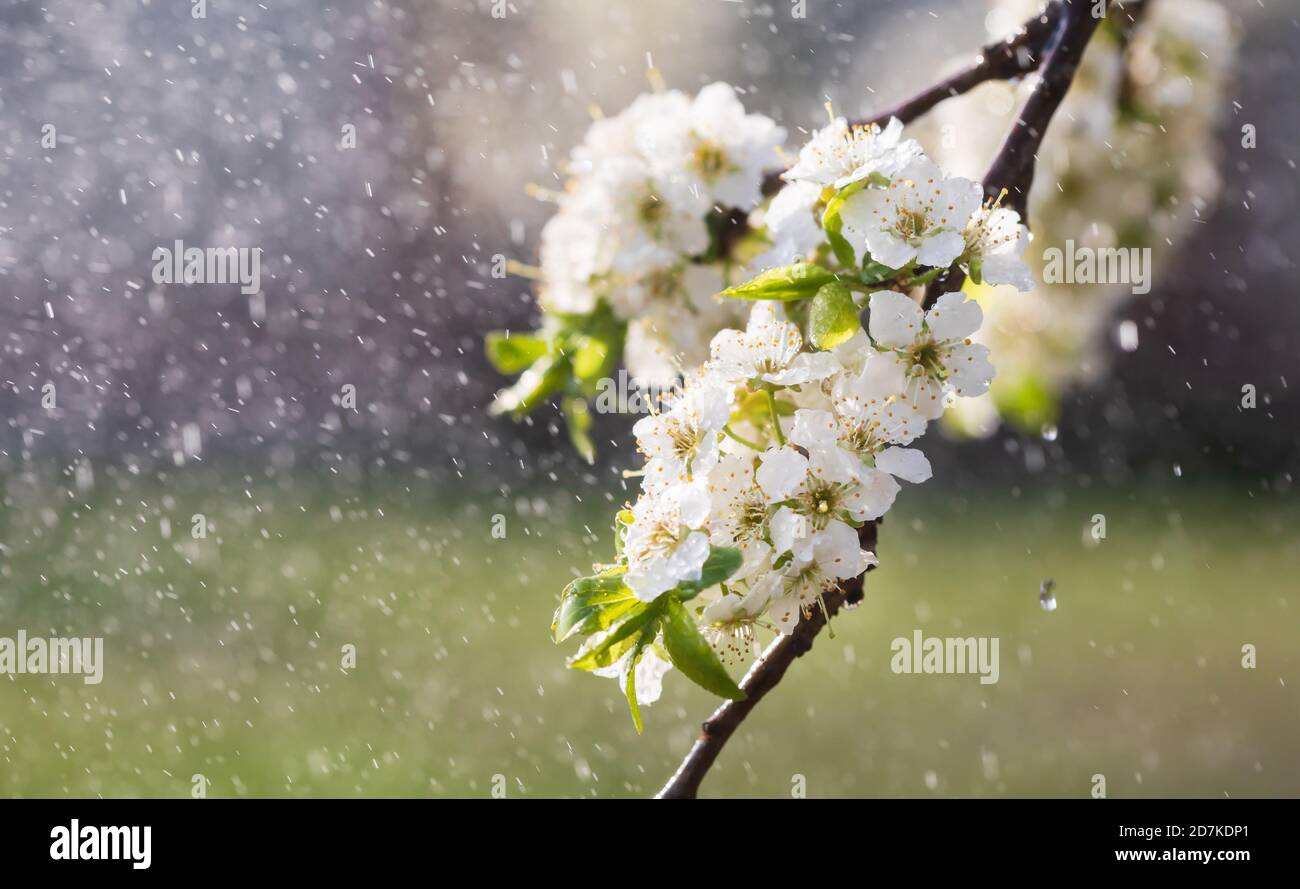 Drops of rain on cherry blossom tree hi-res stock photography and ...