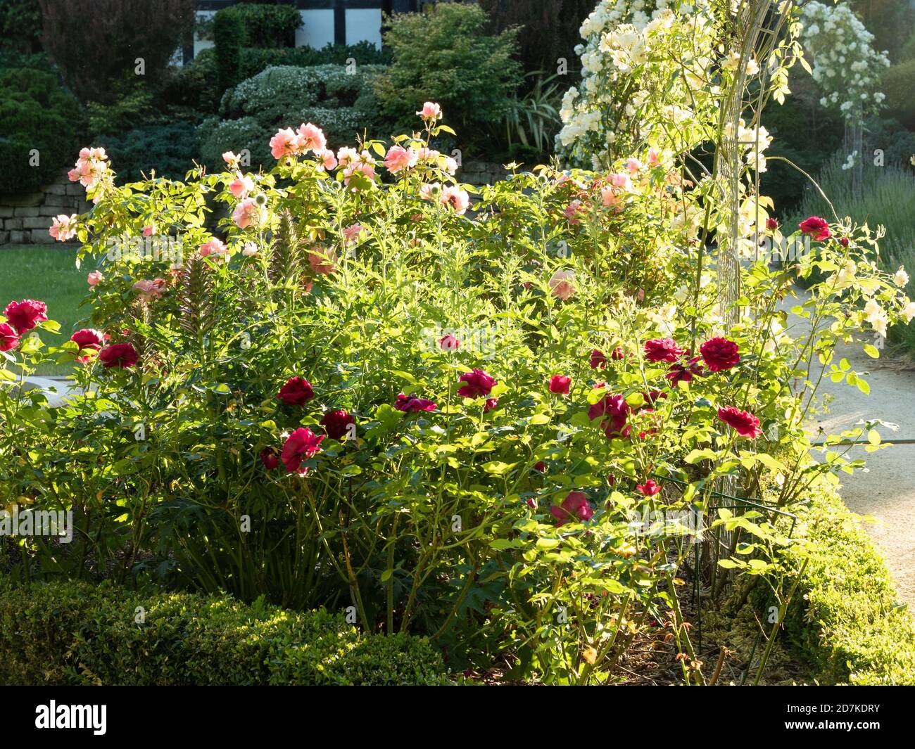 English garden with roses in the springtime Stock Photo - Alamy
