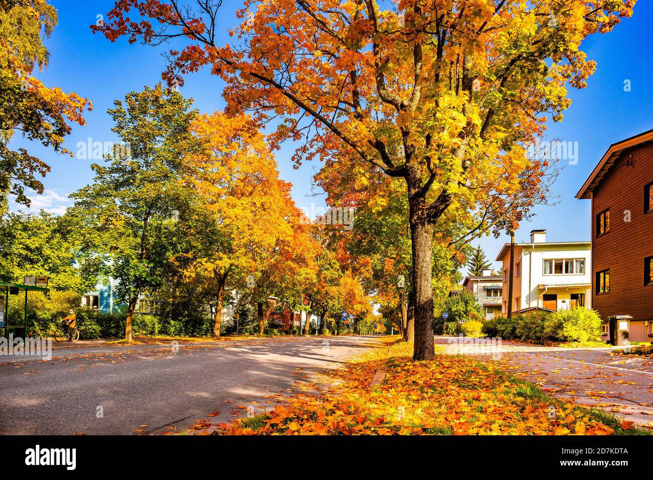 Tree lined road with houses. Ecological city concept. Fallen leaves ...