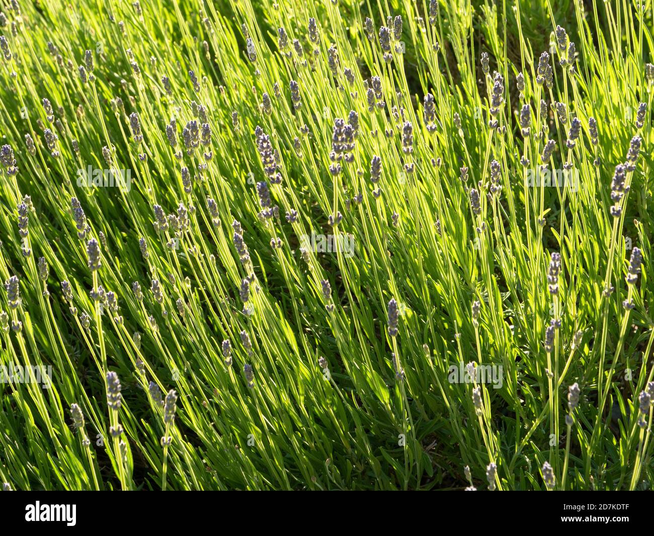 English lavender hi-res stock photography and images - Alamy