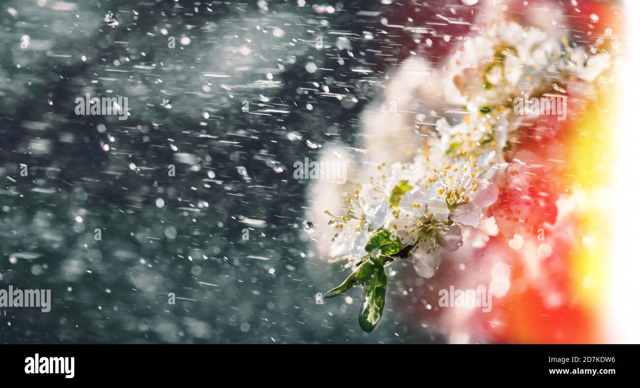 Spring rain in the garden. White flowers of cherry plum in the rain on ...