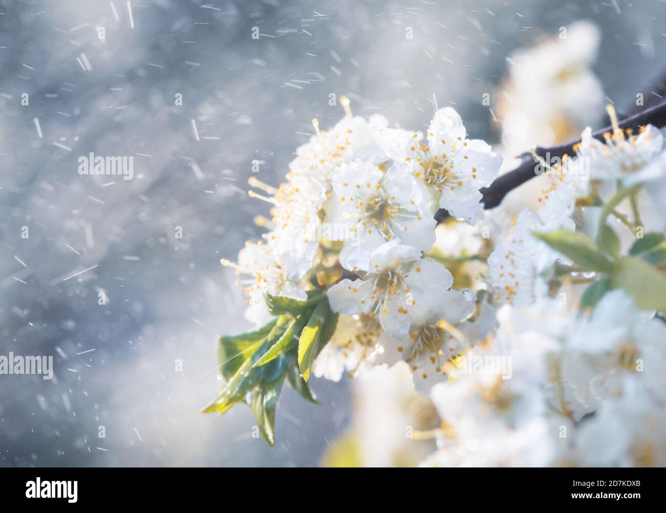 Spring rain in the garden. White flowers of cherry plum in the rain on ...
