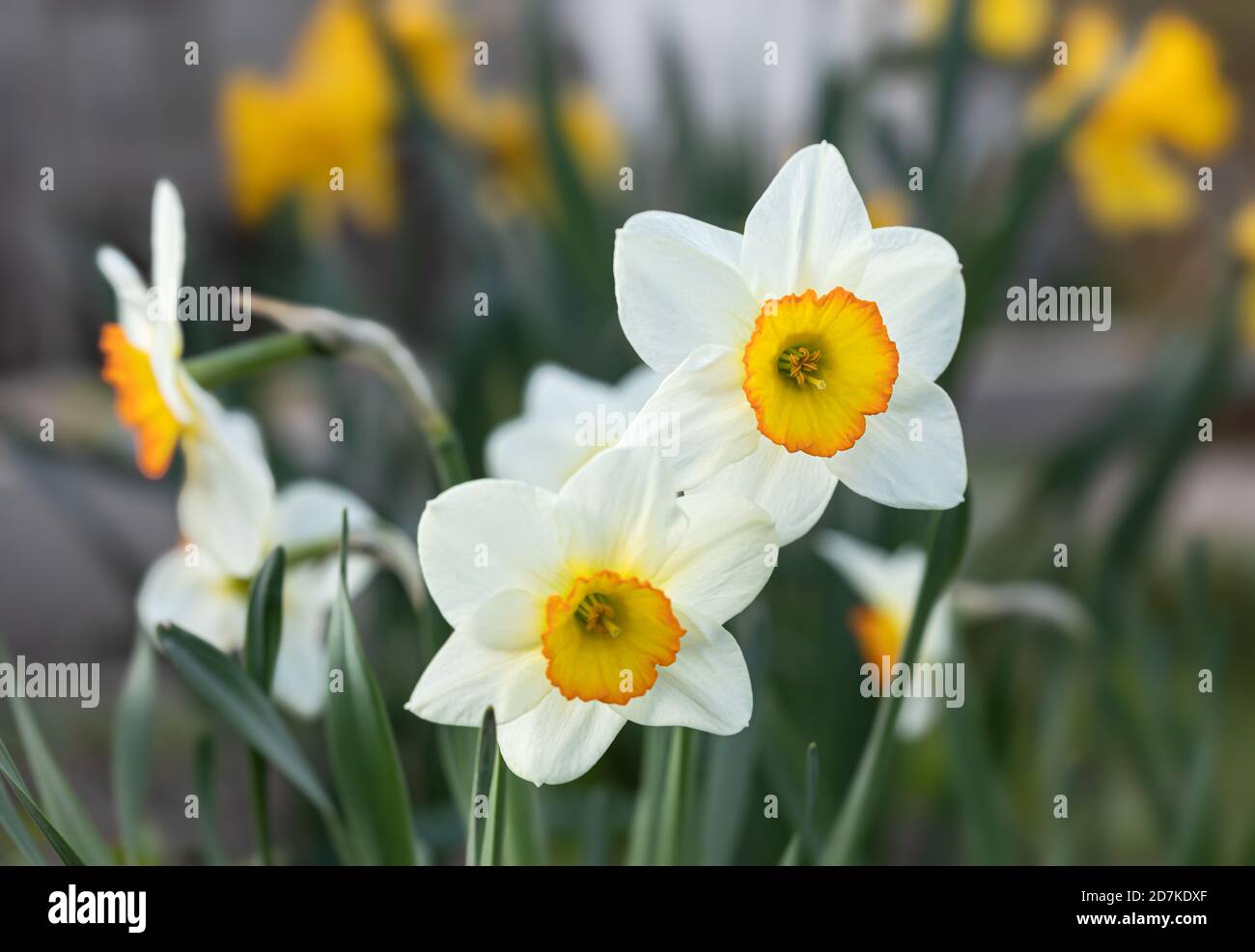 Daffodils of different types bloom in the spring in the garden ...
