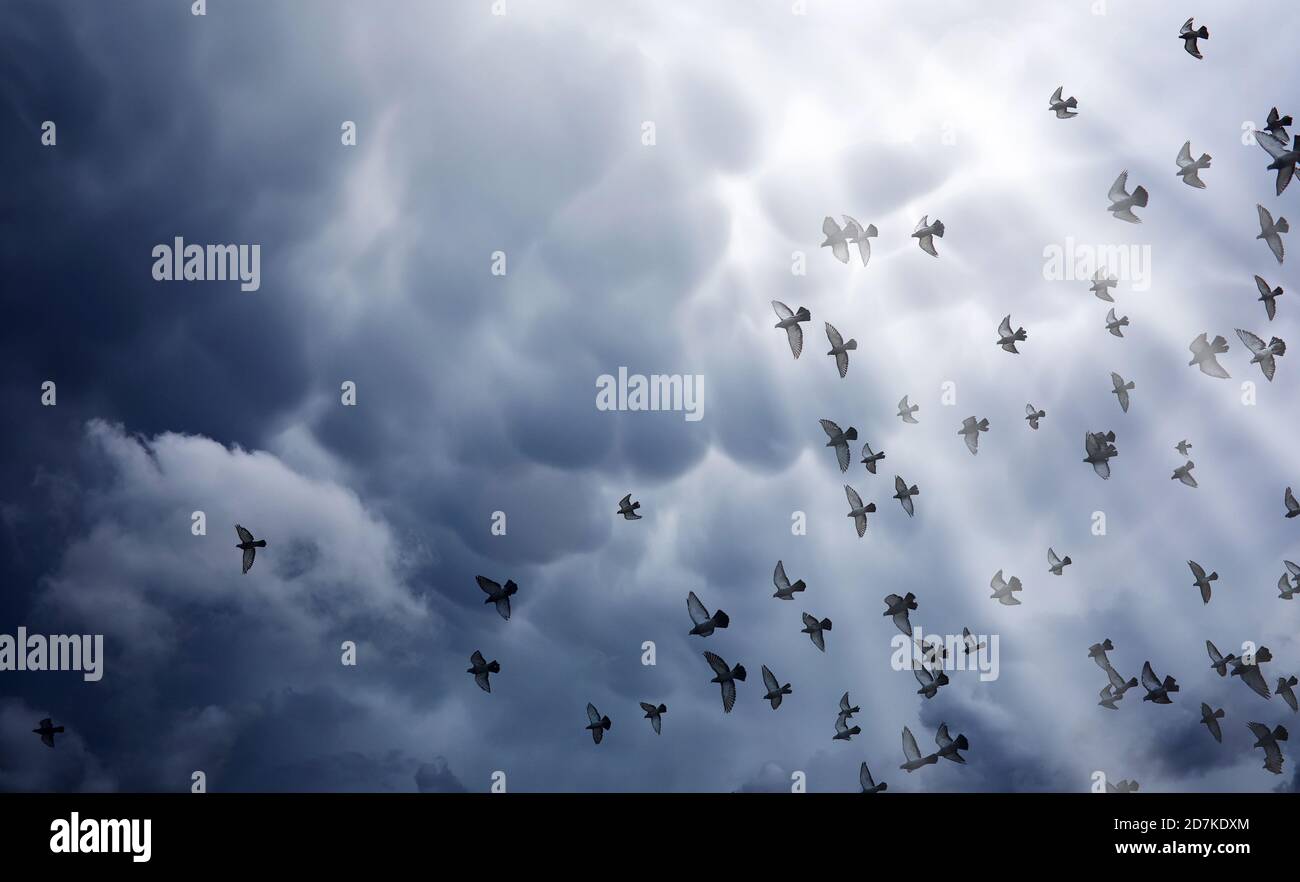 Rain clouds in the sky and a flock of pigeons. The religious concept of ...
