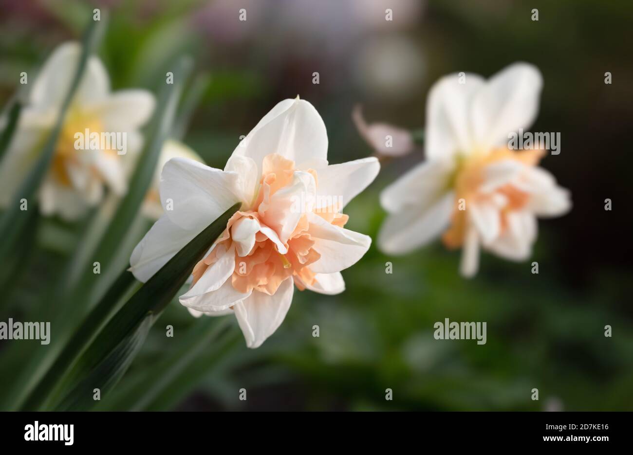 Daffodils of different types bloom in the spring in the garden ...