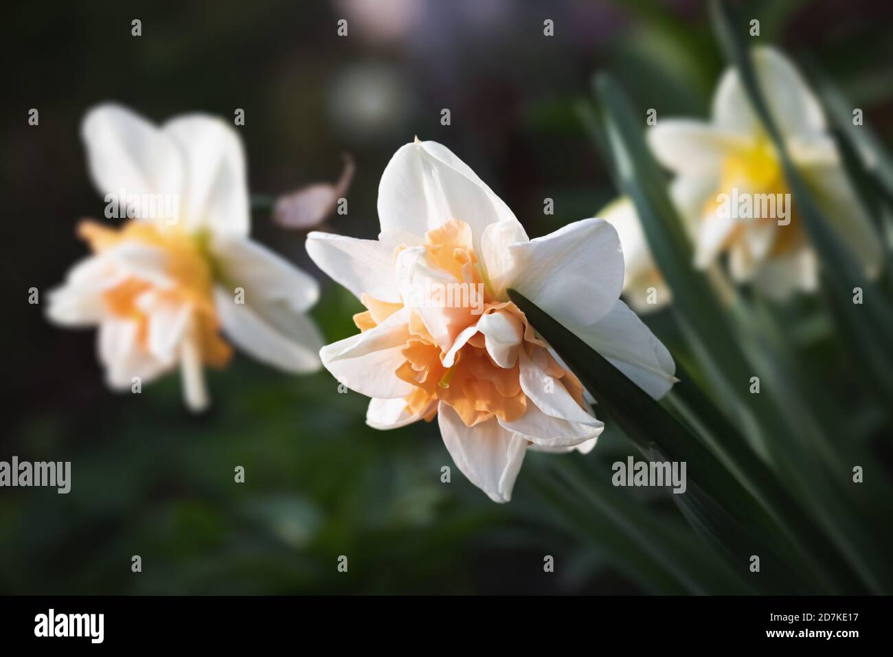Daffodils of different types bloom in the spring in the garden ...