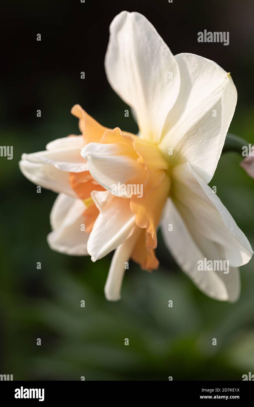 Daffodils of different types bloom in the spring in the garden ...