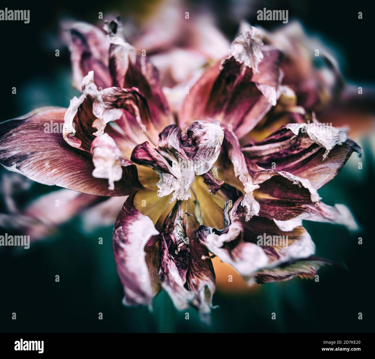 Dried tulips. Dry petals of red tulips. Dry tulips like symbol of fade ...