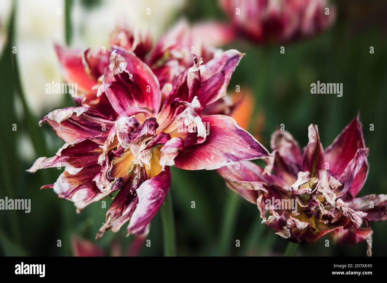 Dried tulips. Dry petals of red tulips. Dry tulips like symbol of fade ...
