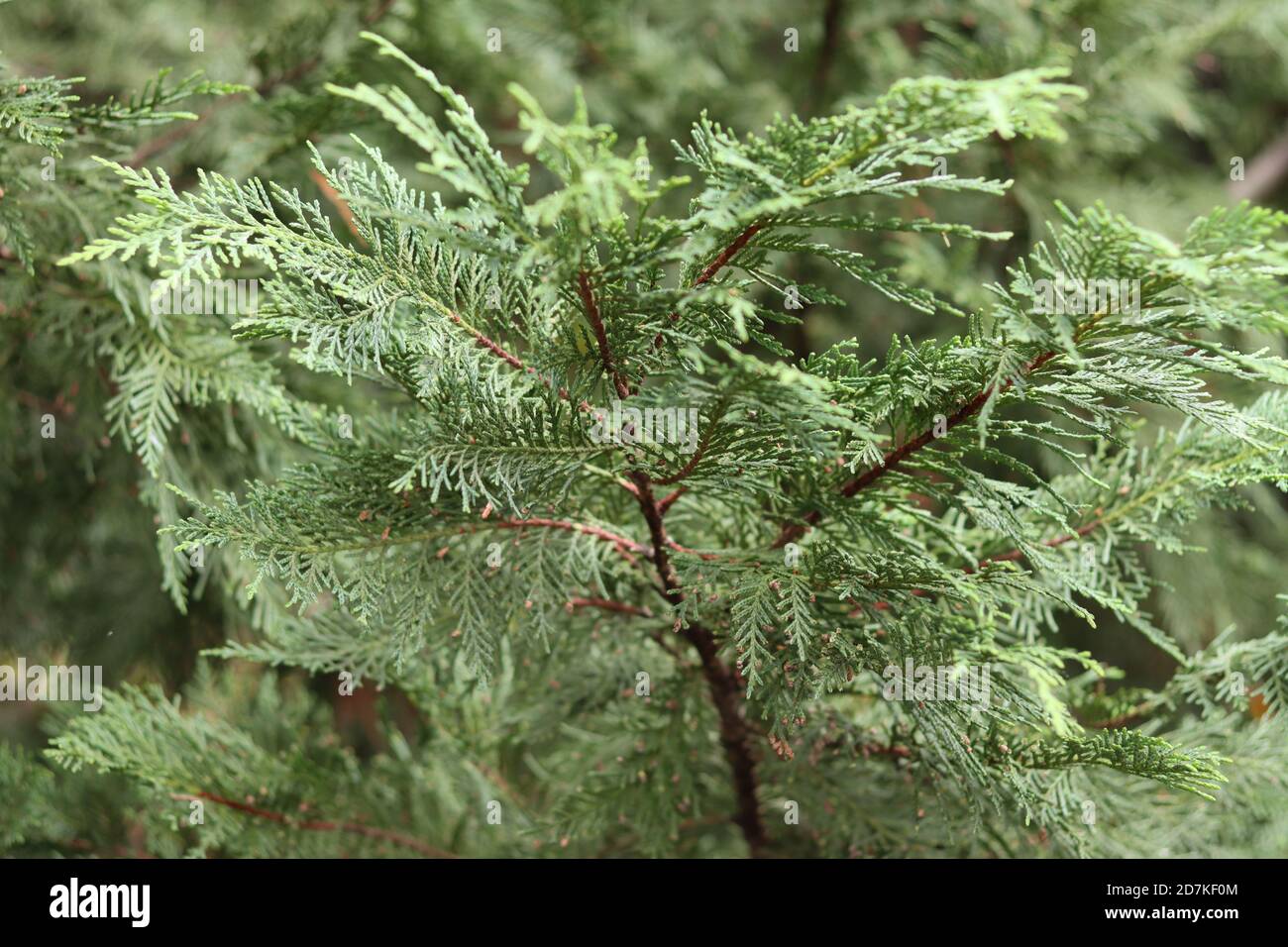 Evergreen tree hi-res stock photography and images - Alamy