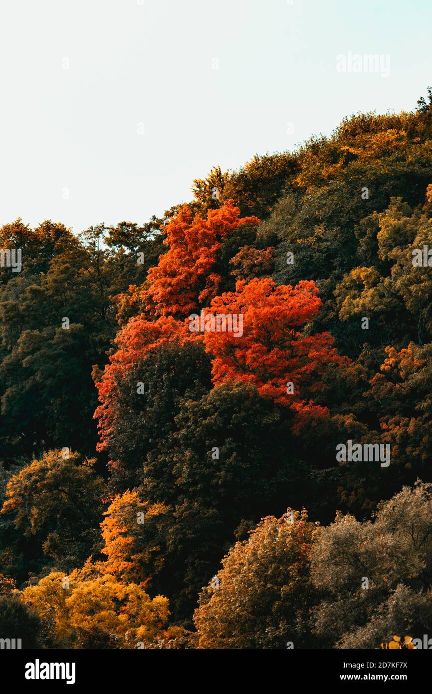 Trees of Autumn Stock Photo - Alamy