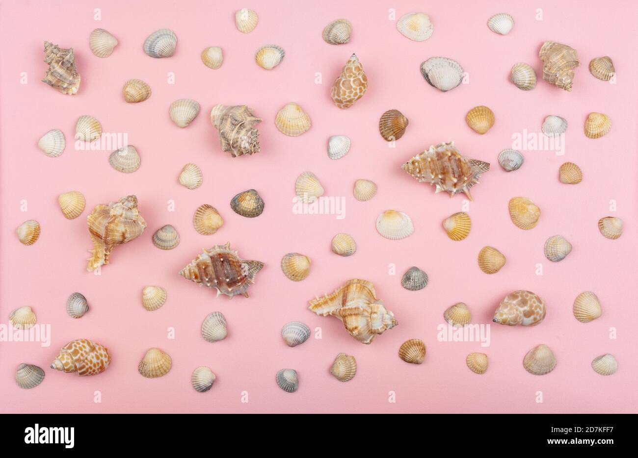 many different shells Stock Photo - Alamy