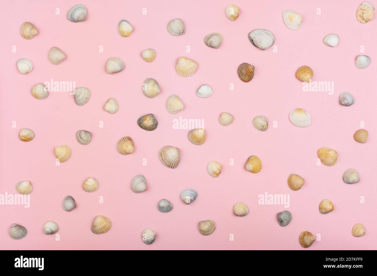 Holiday background shells different hi-res stock photography and images ...