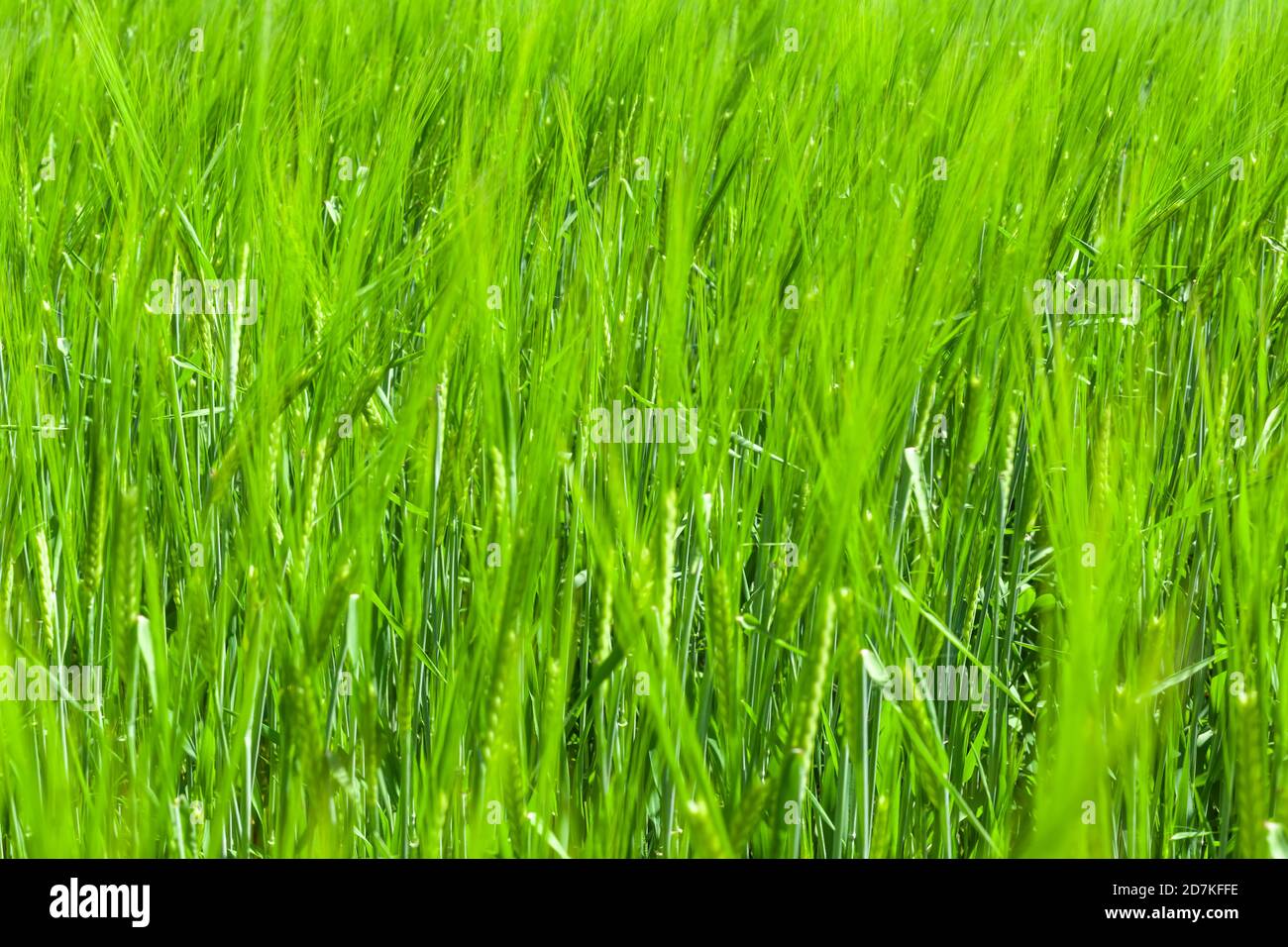 Strand wheat hi-res stock photography and images - Alamy