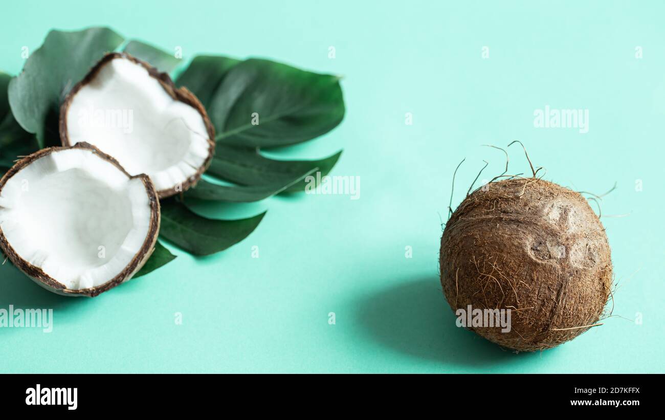 One large natural leaf of monstera with coconut on a blue background ...