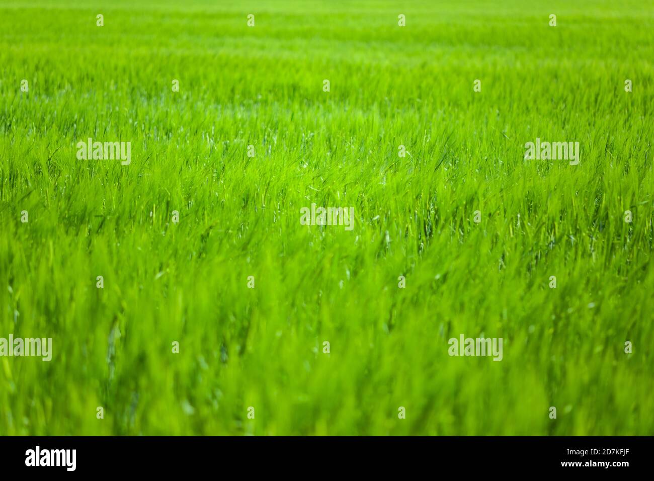 green bright juicy grass Stock Photo - Alamy