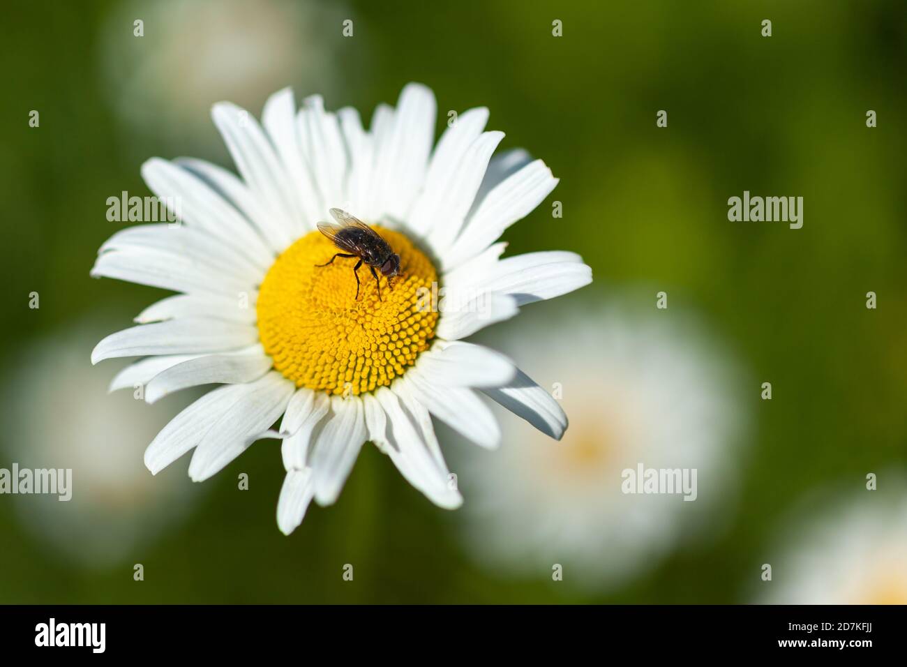 white daisy on which sits a fly Stock Photo - Alamy