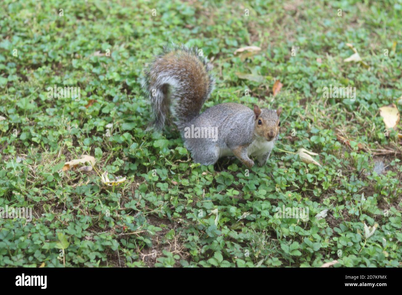 A squirrel hunched over Stock Photo - Alamy