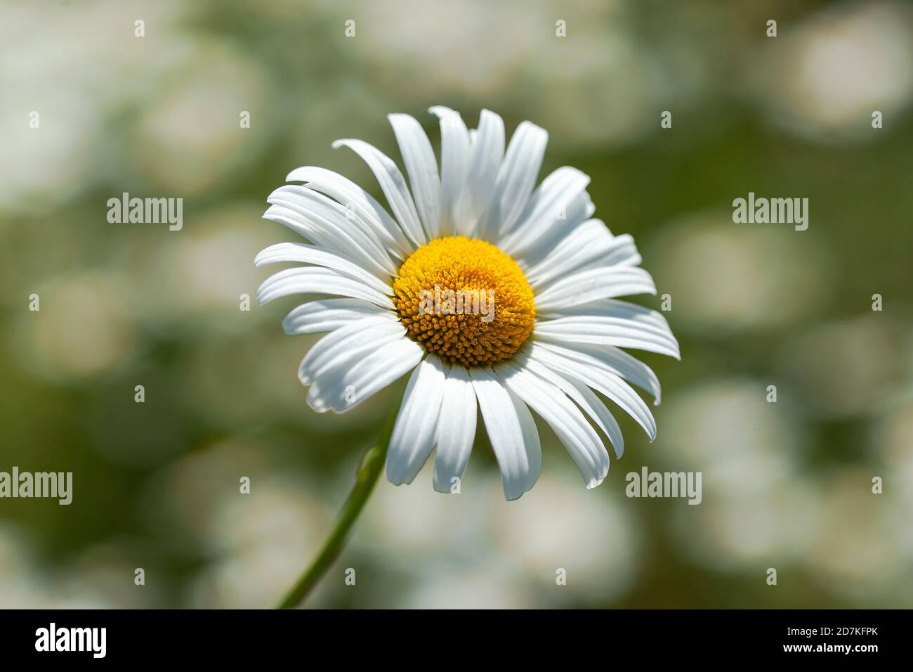 Daisy close up hi-res stock photography and images - Alamy