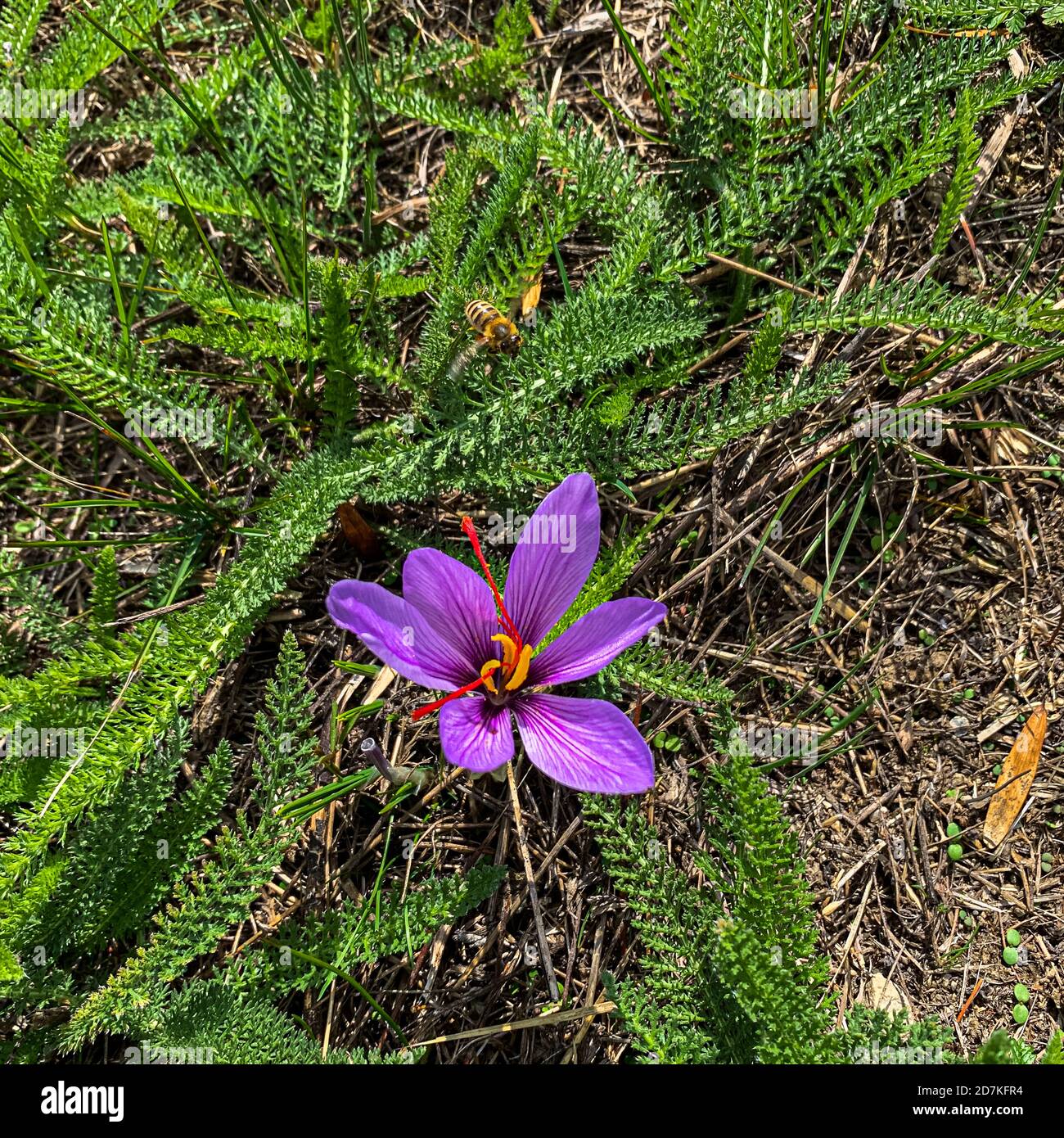 Saffron cultivation, harvest and processing in Mund, Naters ...