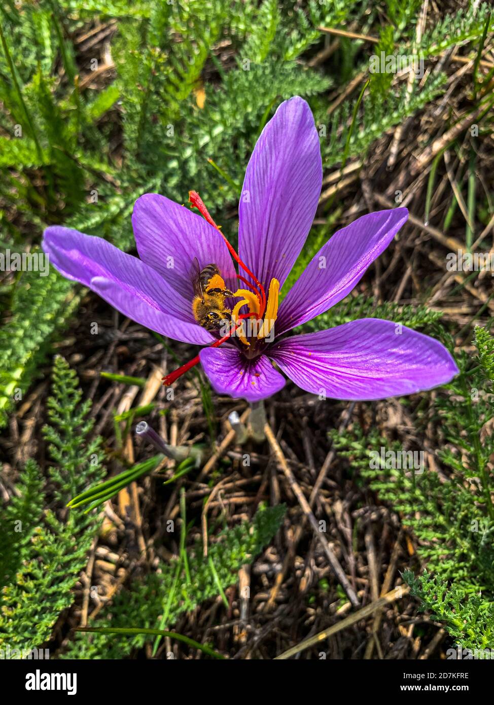 Saffron harvest processing in hi-res stock photography and images - Alamy