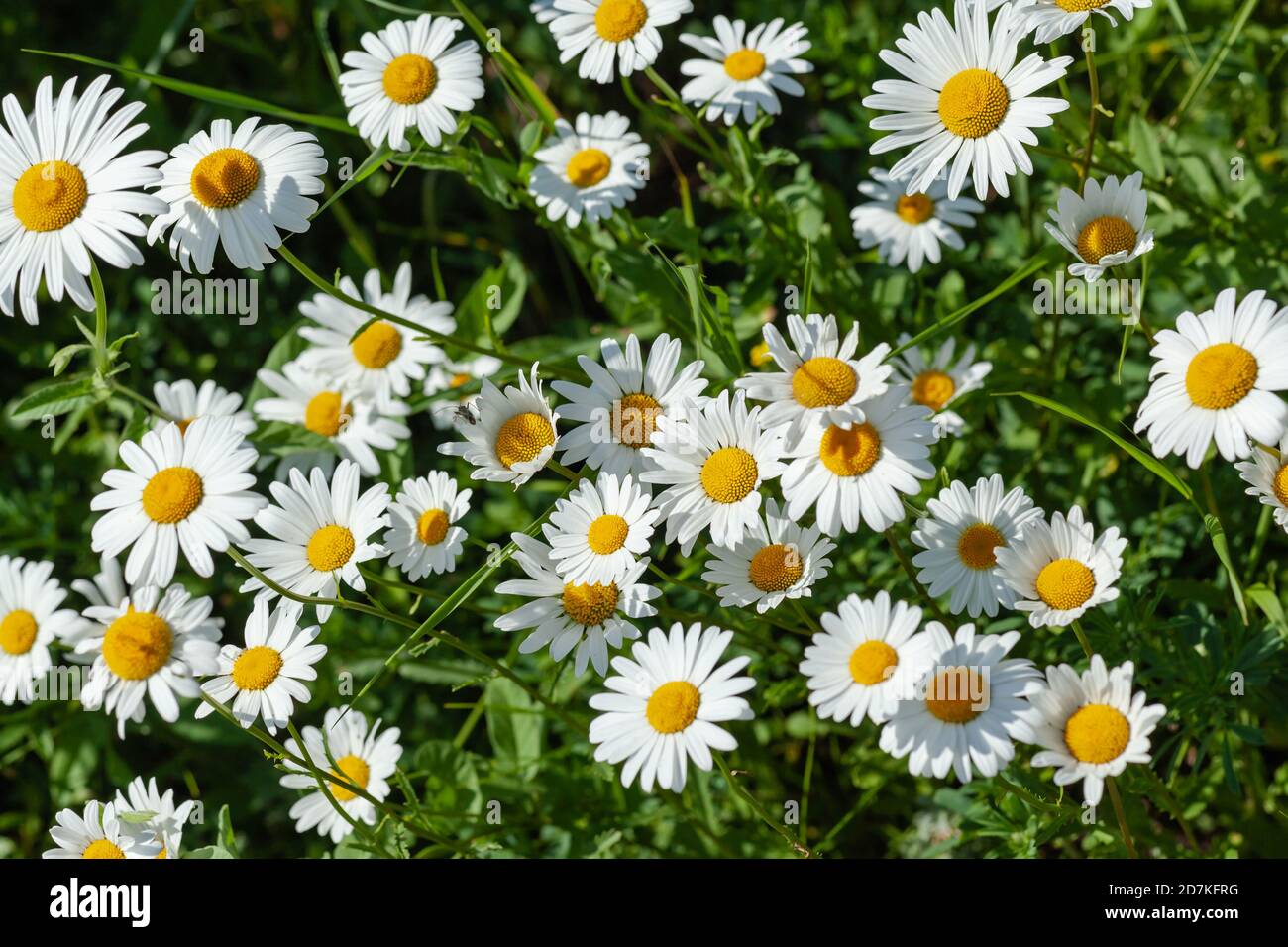 white daisies close-up Stock Photo - Alamy