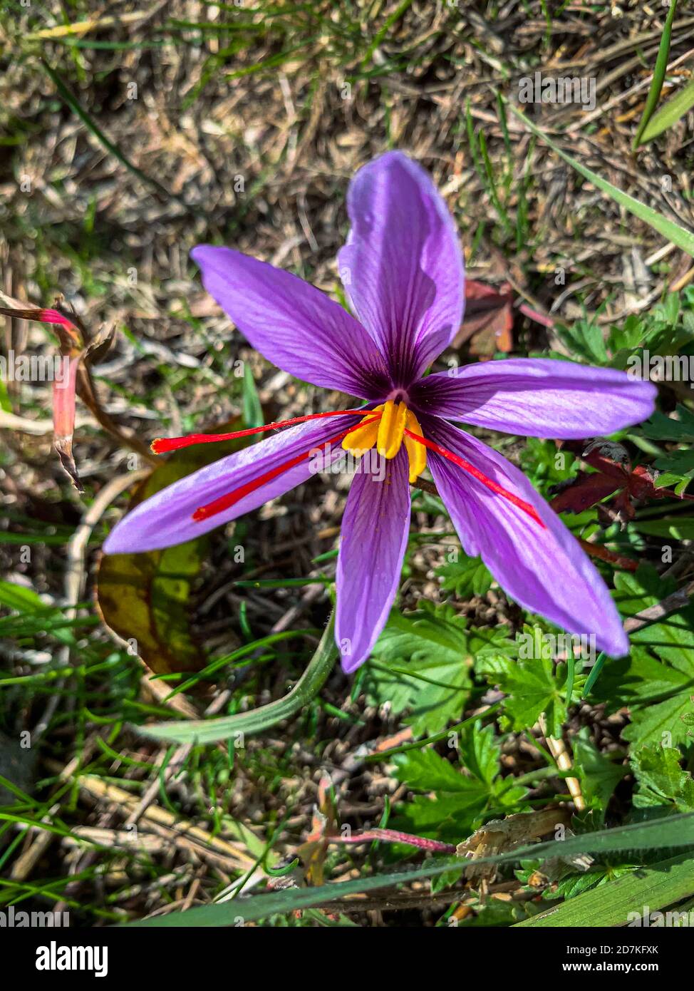 Saffron cultivation, harvest and processing in Mund, Naters ...
