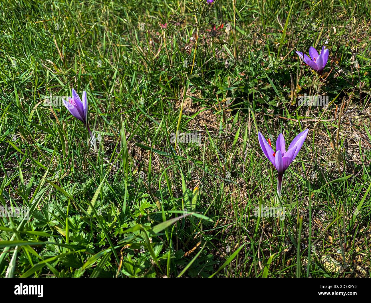 Saffron cultivation, harvest and processing in Mund, Naters ...