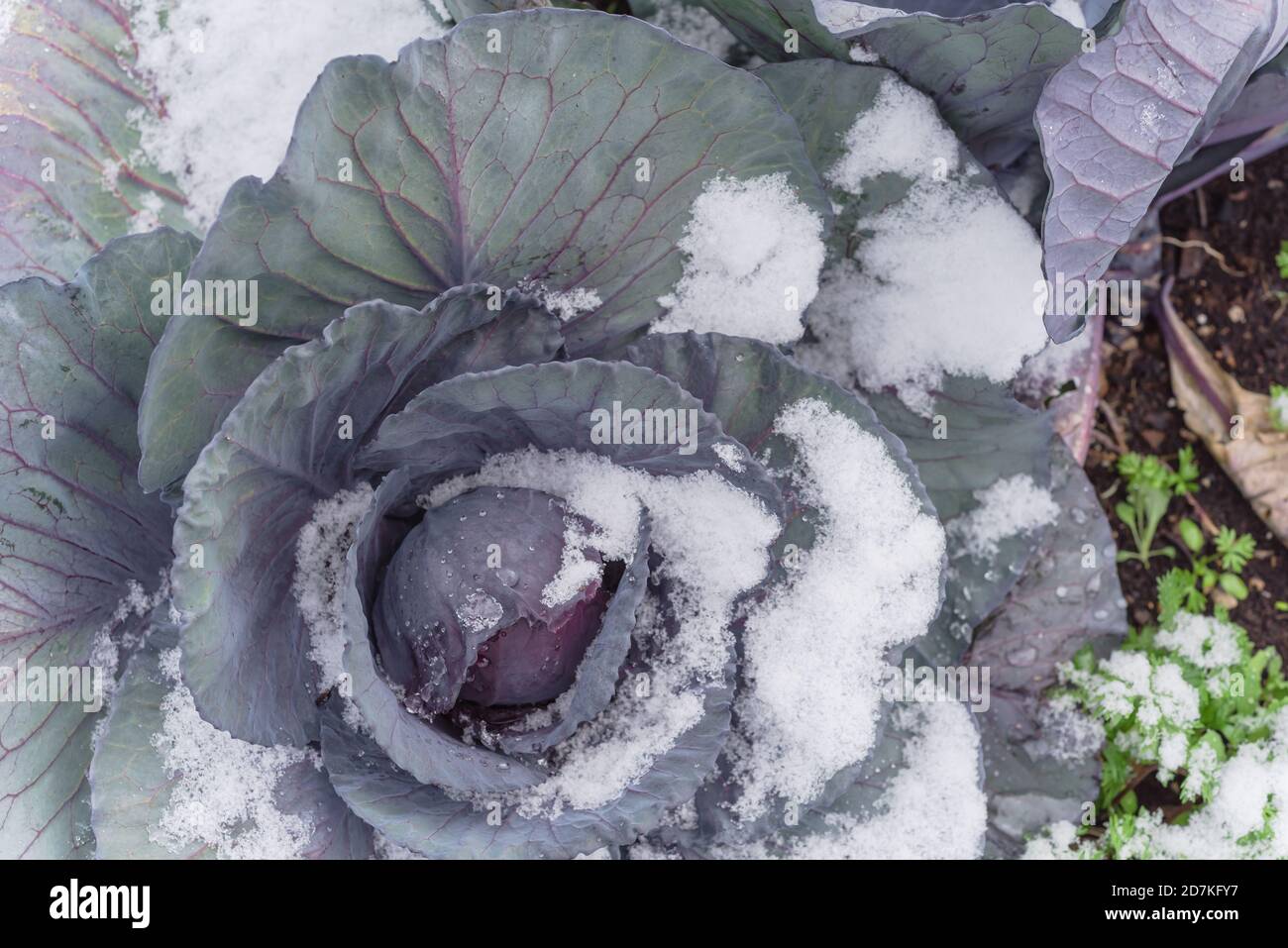 Snow Cabbage High Resolution Stock Photography and Images - Alamy