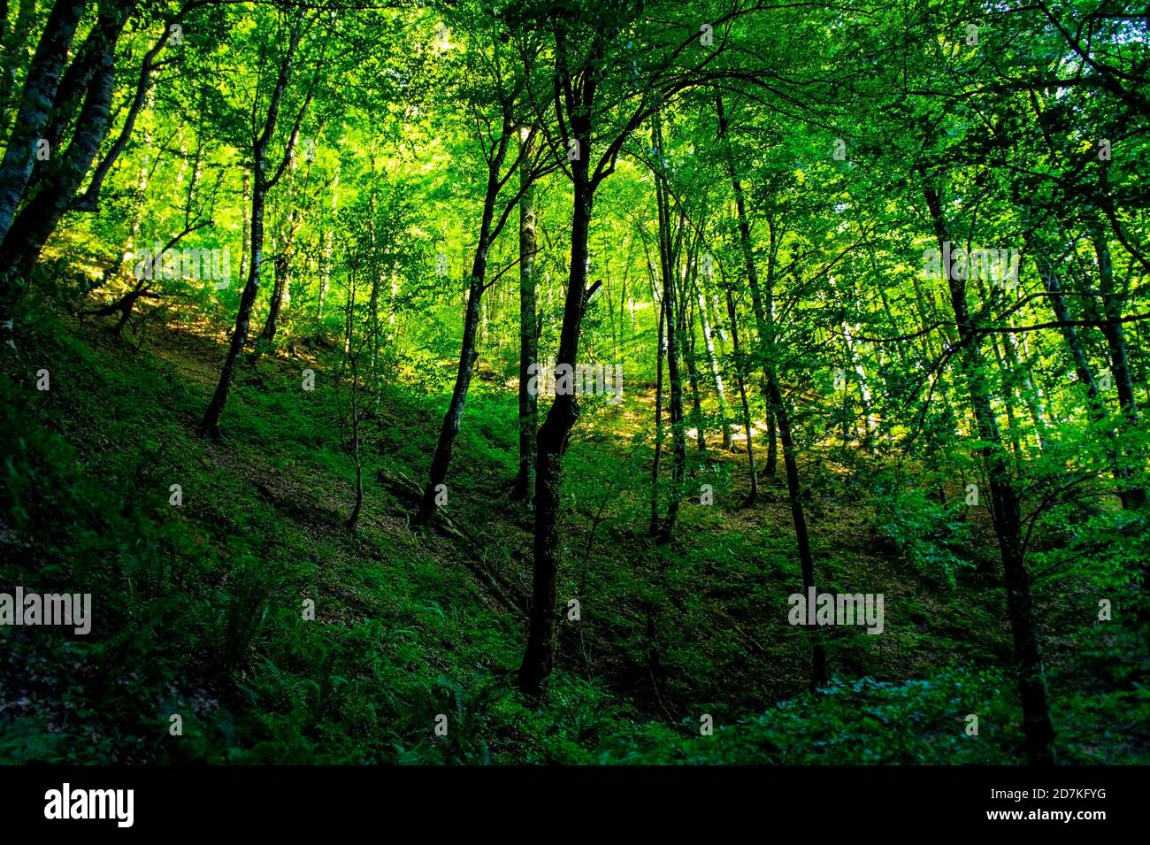 Green forest with sparse trees in the evening light and shade ...