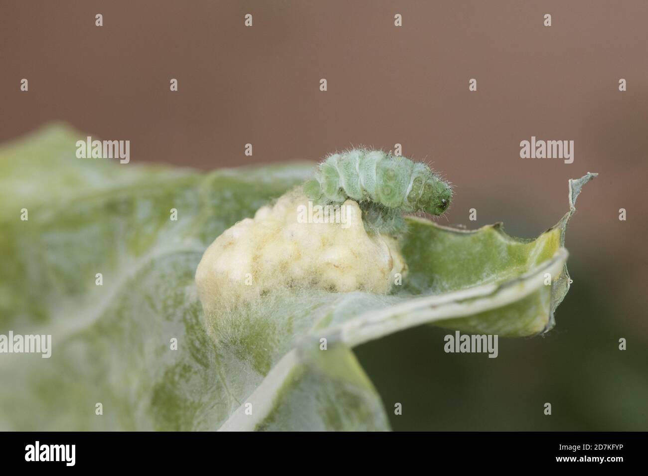 Parasitic Wasp Cocoons High Resolution Stock Photography and Images - Alamy
