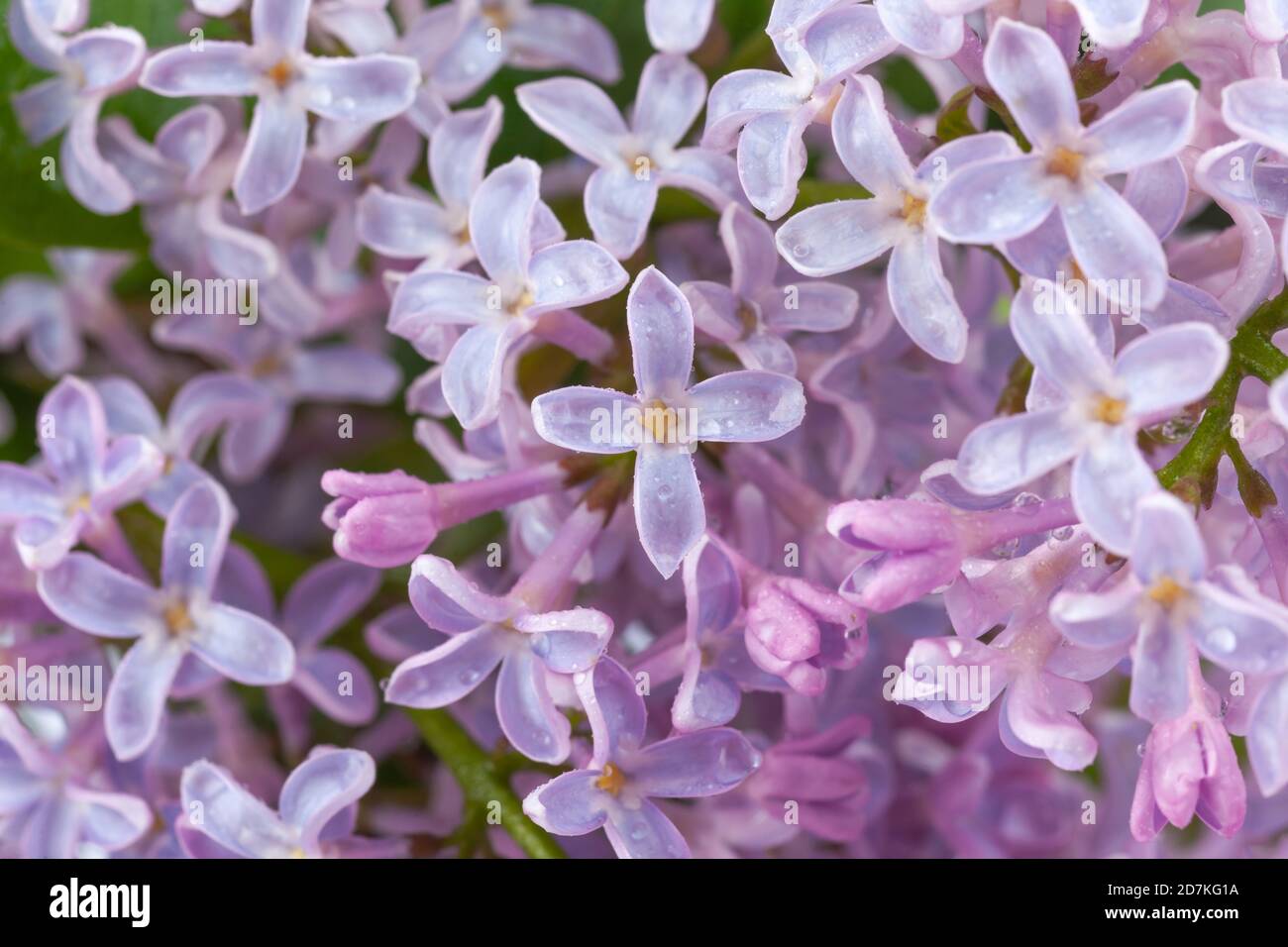 Purple lilac branch Stock Photo - Alamy