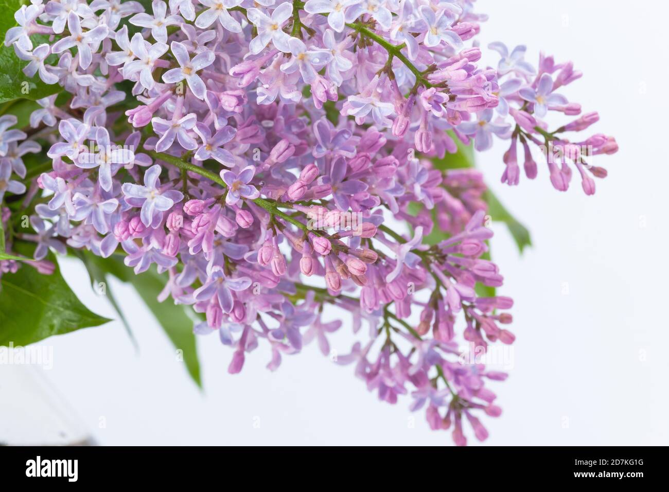 Purple lilac branch Stock Photo - Alamy