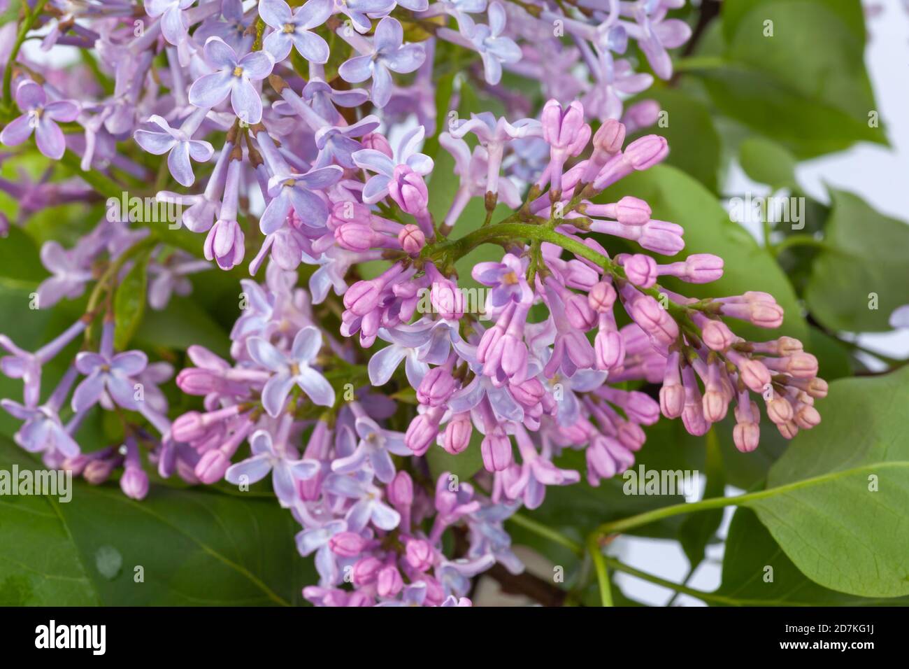 Purple lilac branch Stock Photo - Alamy