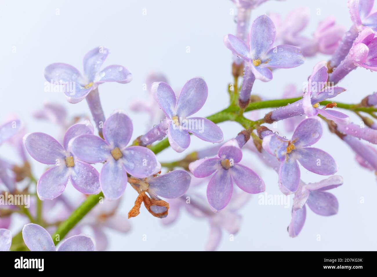 Purple lilac branch Stock Photo - Alamy
